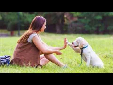 brain training for dogs brain training for dogs Secrets techniques by adrienne farricelli