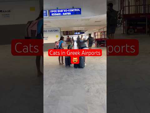 Cats in Greek Airports #crete #greece #cat #airport