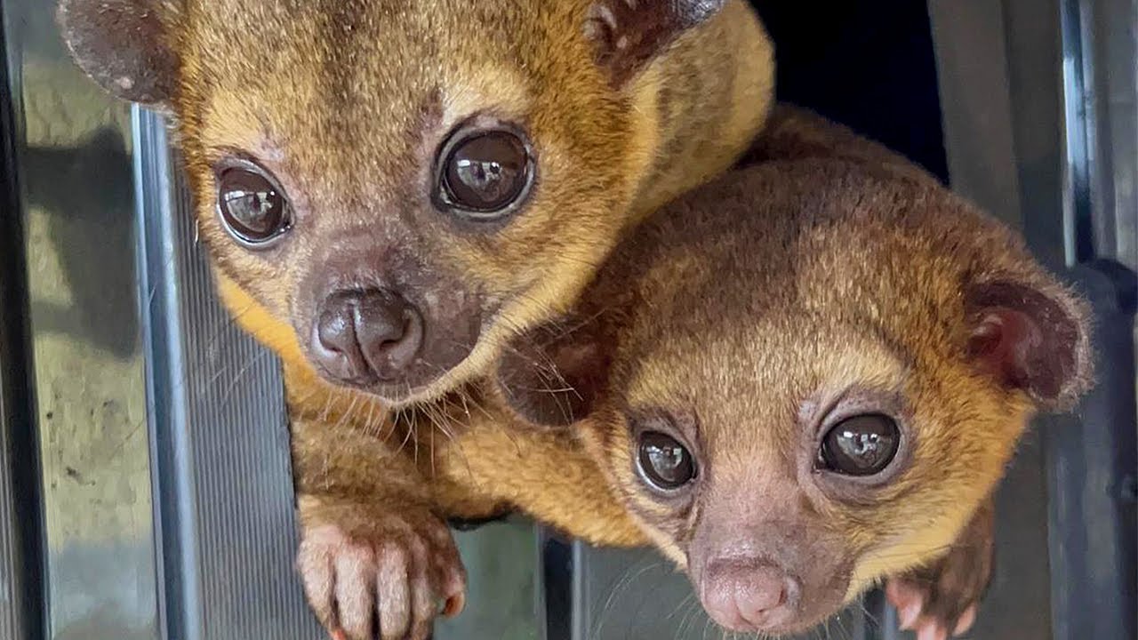 Honey Bears Are The Cutest Animal You've NEVER Heard Of | The Koala