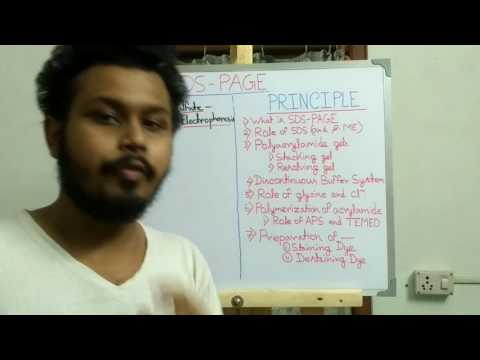 Function of SDS in SDS PAGE