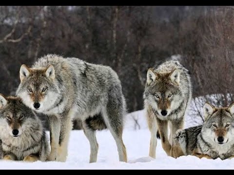 What does it mean to dream with wolfs
