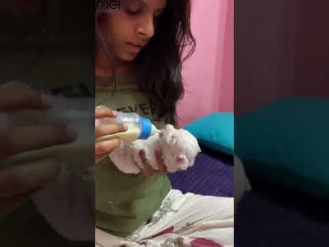 CARING OUR NEW BORN BABBIES / CUTE PUPPIES /செல்லங்கள்@MCH creations