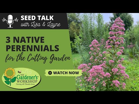 Seed Talk #99 - 3 Native Perennials for the Cutting Garden