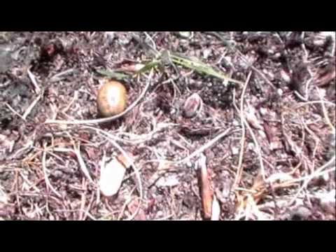 Big Tick