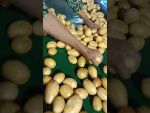 Al khas trading company & processing plant