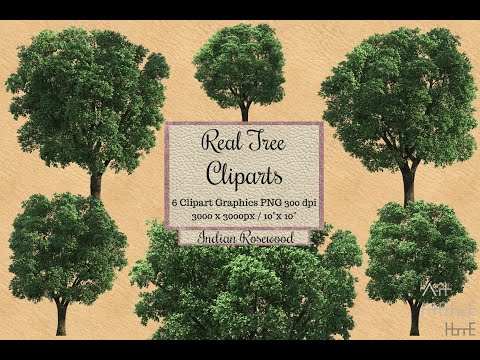 Real Tree Cliparts - Indian Rosewood - photoshop overlays png, Tree layout, transparent background