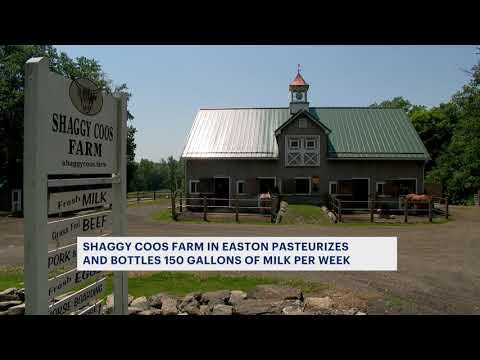 Old-fashioned dairy thrives at Shaggy Coos Farm in Easton