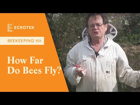 Beekeeping 101: How far do bees forage for food? - Dr Mark Goodwin