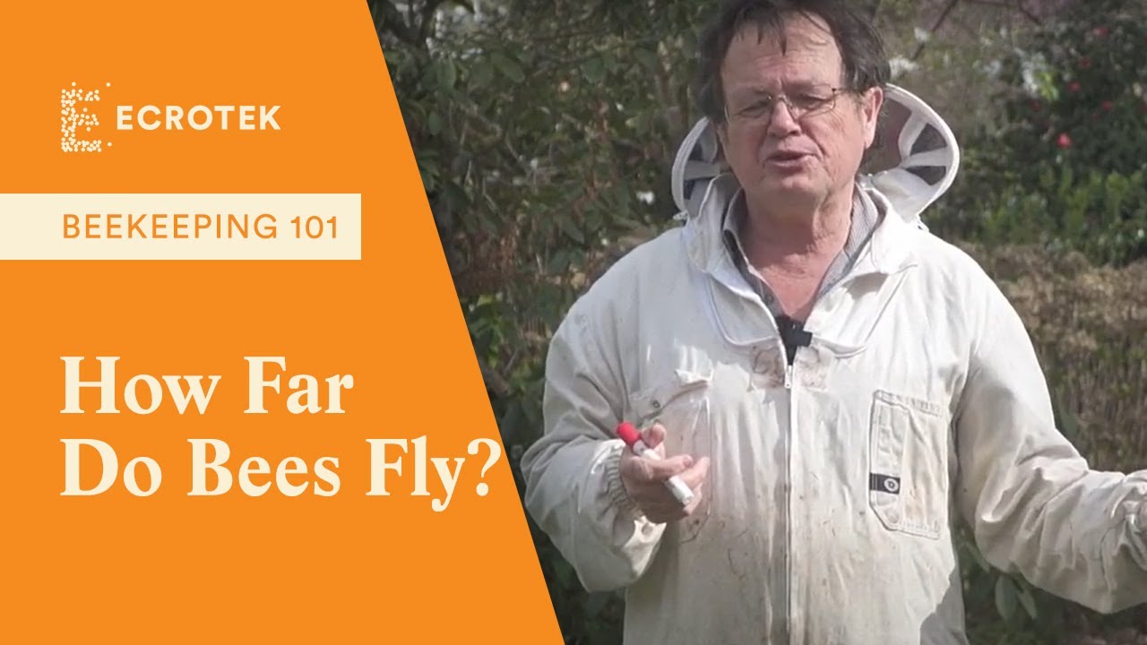 Beekeeping 101: How far do bees forage for food? - Dr Mark Goodwin