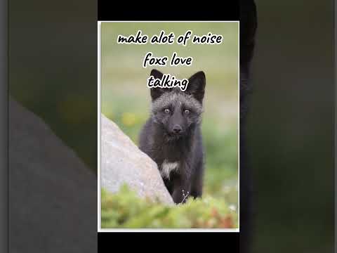 Fox therian tips#therianthropy #therian #therianpride #therianpride #silverfox #foxtherian #stophate
