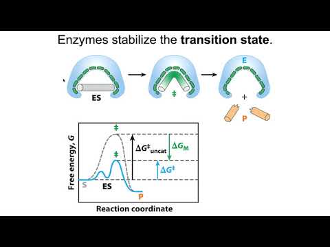 Enzymes stabilize transition states