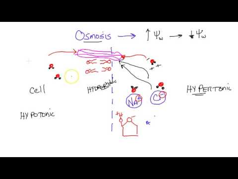 AP Biology - Water Potential