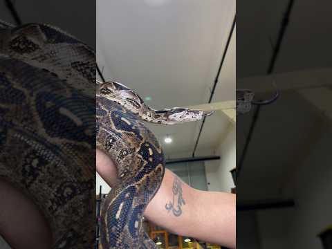 Got BIT by a BOA Constrictor! π