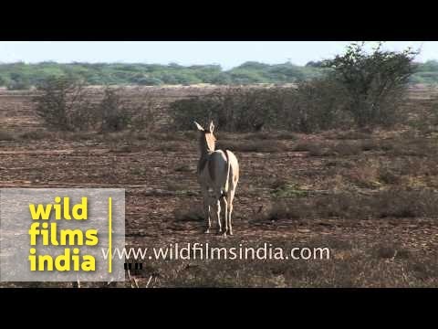 Wild kulan donkeys in Kazakhstan | Dear Kitty. Some blog