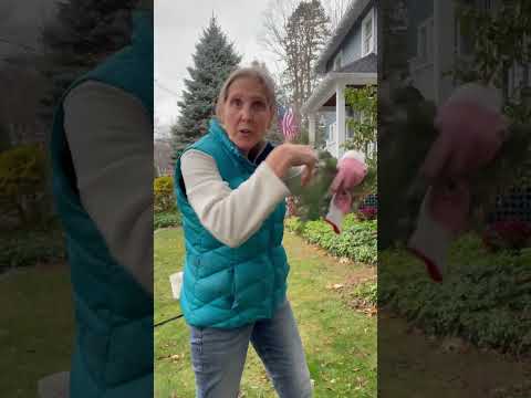 Battle of the Groundcovers