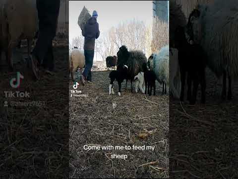Come with me to feed my sheep ā¤ļø #sheep #farming #farmer #lamb #animals #fyp