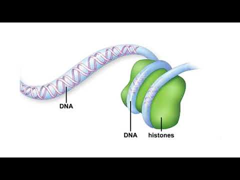 Sister chromatids of a metaphase chromosome animation