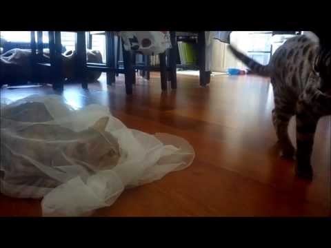 Steam Community :: Video :: Bengal Cats Dexxy & Steak: Curtain Wrestling