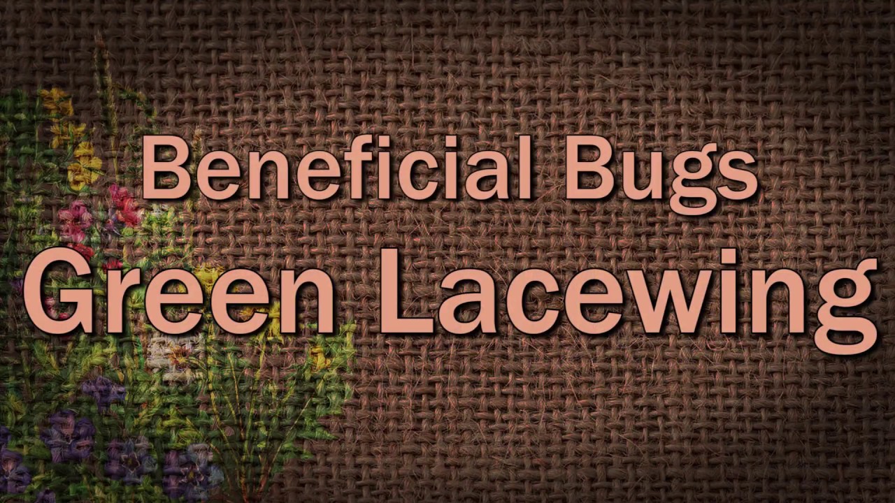 Green Lacewing – Beneficial Bugs