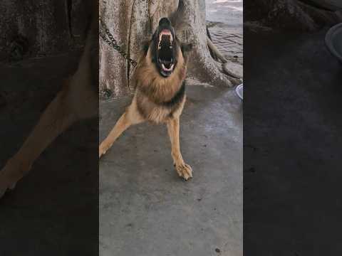 german shepherd dog barking sound || adarsh Tiwari vlog || dog barking sounds to attract dog #shorts