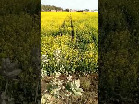 peelon pakian ni | Mustard Flower | Mustard Field