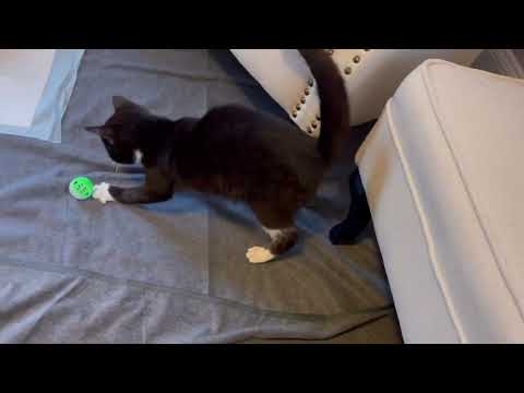 Video of adoptable pet named Wynn