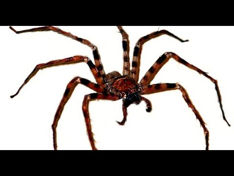 10 síntomas de picaduras de araña