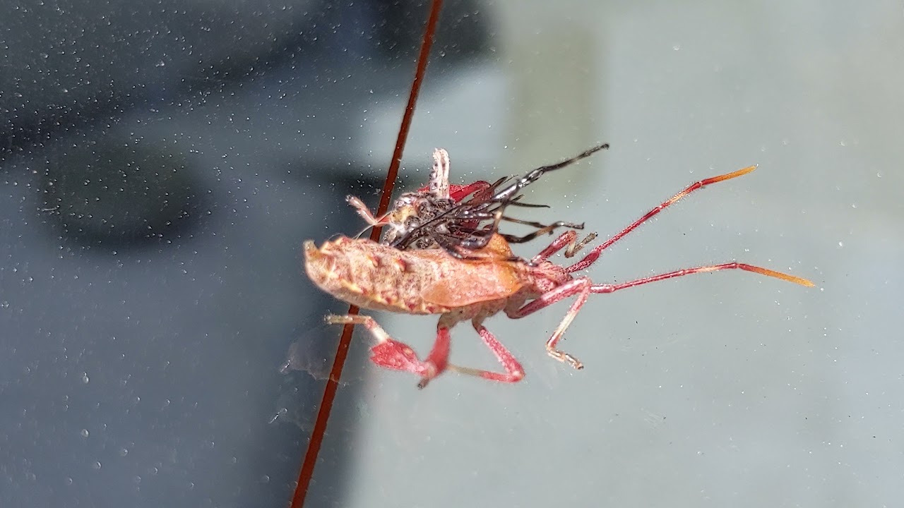 leaf-footed bug nymph shedding exoskeleton