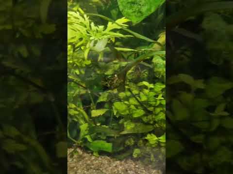 100l community tank