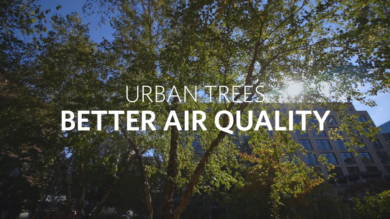 Urban Trees, Better Air Quality
