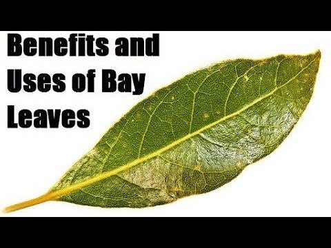 Benefits and Uses of Bay leaves in Hindi