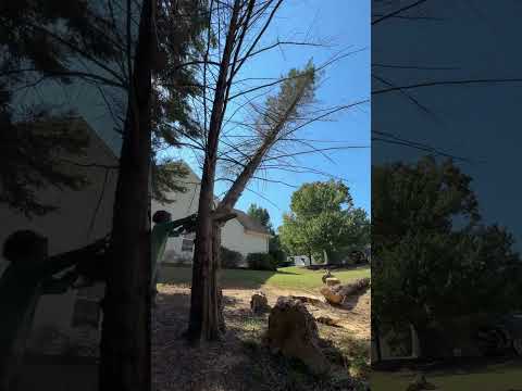 What is another word for tree service?