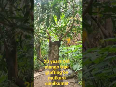 big mango tree grafting result #shorts