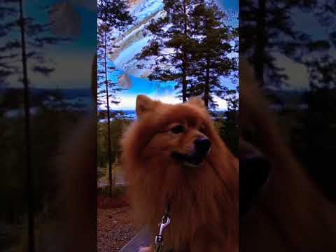 Planets are inspired by dog names but dogs are obviously not inspired by planets #dog #shorts #dogs