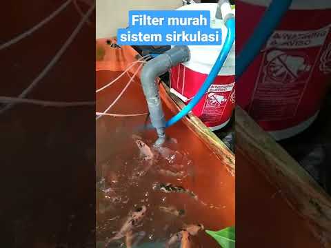 budidaya ikan nila kolam terpal sistem filter sirkulasi #budidayaikannila #ikannila