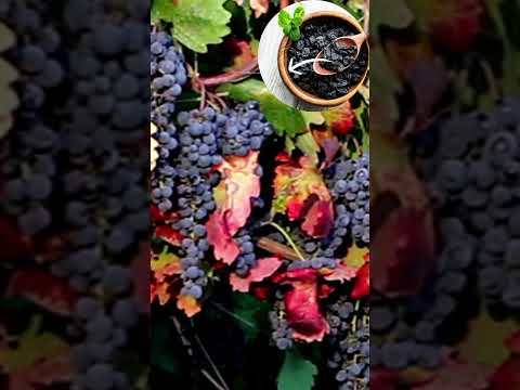 The Ancient Practice of Drying Grapes to Make Raisins | SGK English