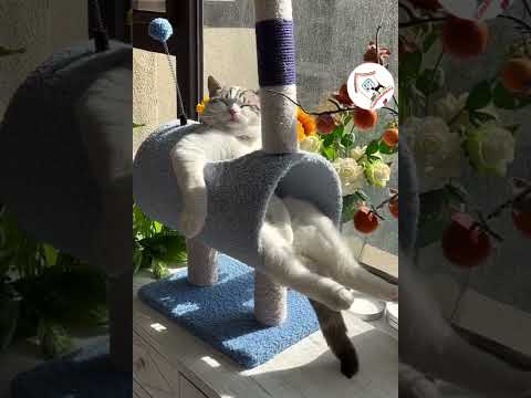 LOL, Super Funny Cute Cats Videos Best Moments of Cats Shorts πΊππ -EPS594