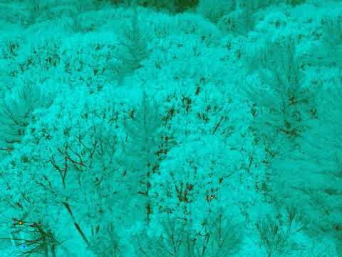Forests' carbon uptake will be compromised by climate change, leaf temperature study suggests