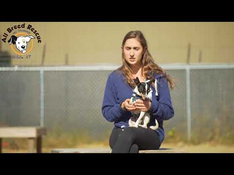 What is Distemper Virus?