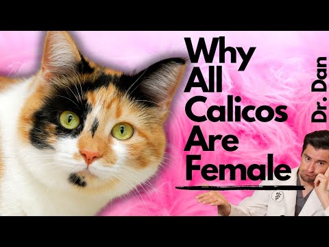 Can a male cat be Calico? Why are all calico cats female?