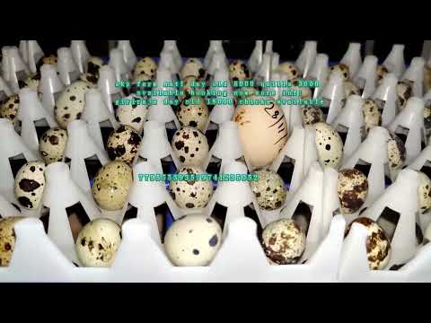 Layer Chicks - Wholesale Price & Mandi Rate for Poultry Layer Chick