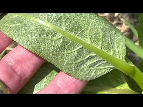 MW1 Milkweed Yellows Phytoplasma