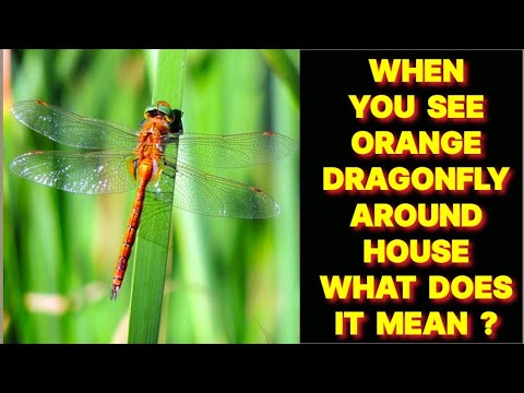 WHEN YOU SEE AN ORANGE DRAGONFLY AROUND YOUR HOUSE WHAT DOES IT MEAN ?