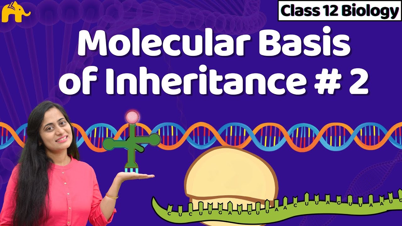 Understanding the Molecular Basis of Inheritance: A Comprehensive Guide | Galaxy.ai