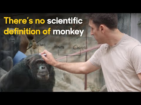 There's no scientific definition of monkey...
