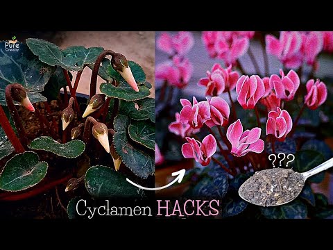 A Comprehensive Guide On Cyclamen Plant Care! (6-TRICKS*)