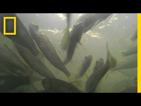 600,000 Salmon Restock River by the Truckful | National Geographic