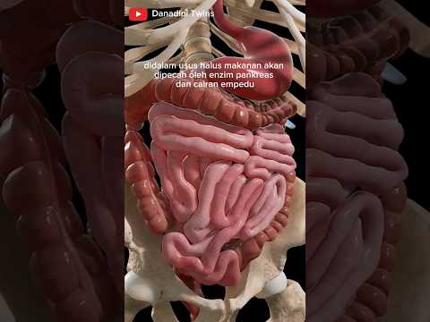 proses pencernaan makanan pada manusia #kesehatan #humandigestivesystem #mekanismepencernaan