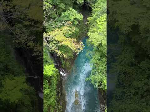 I came to Japan and now I don’t want to leave …#japan #tokyo #travel #vlog
