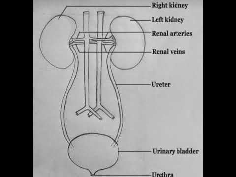 #biology human kidney diagram